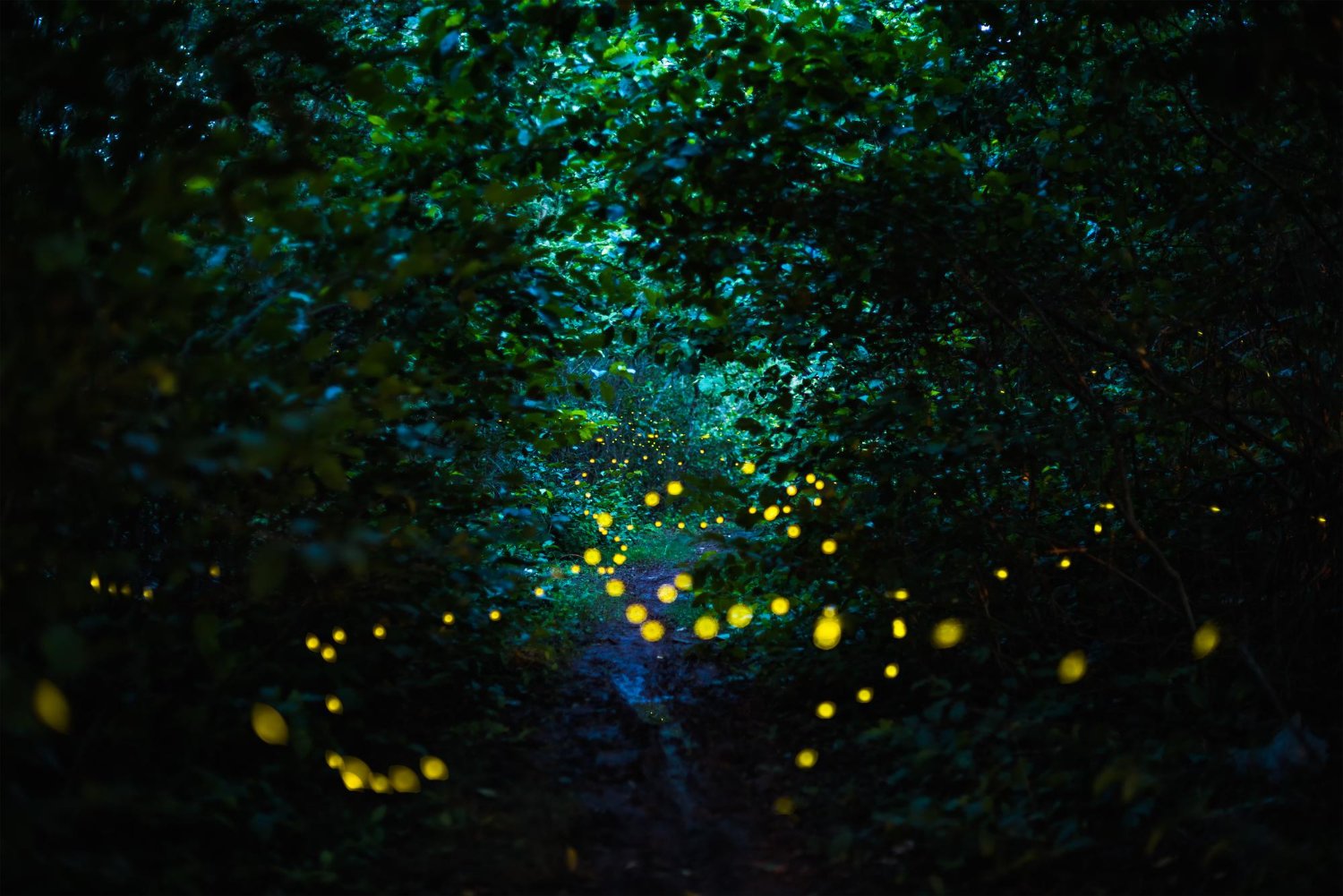 ¿Por qué brillan las luciérnagas? La bioluminiscencia y su explicación